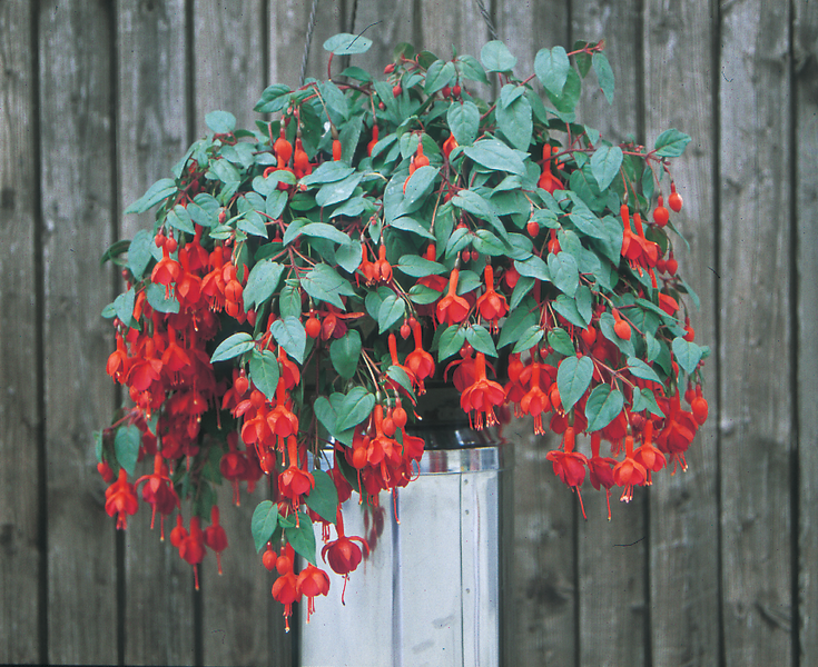 Trailing Fuchsia – Woolley Moor Nurseries
