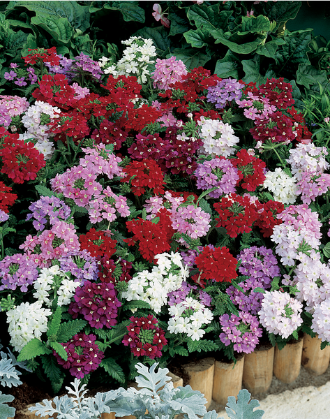 Trailing Verbena – Woolley Moor Nurseries