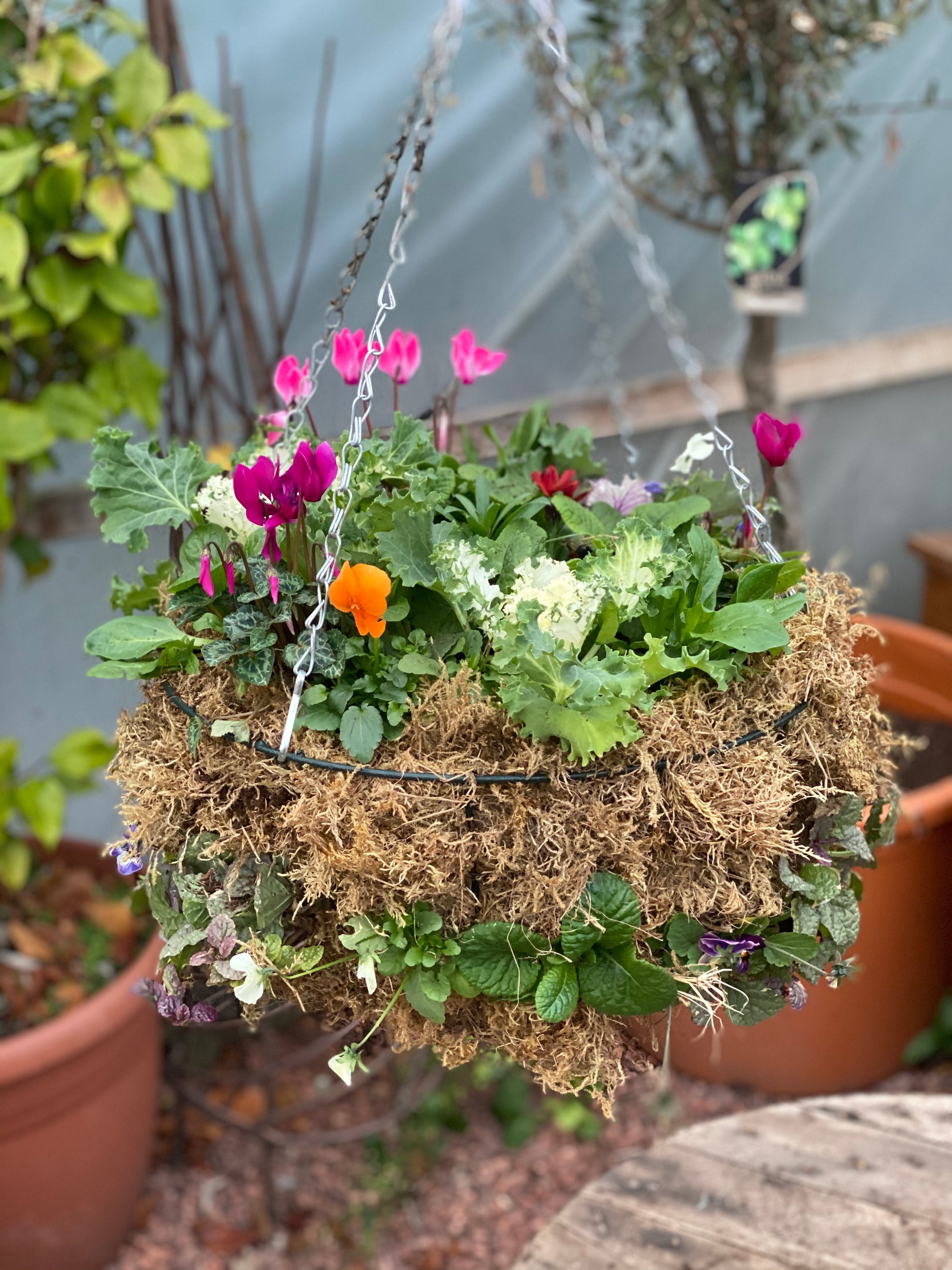 Moss Hanging Basket Complete Mix 16 40.1cm Autumn Winter Woolley Moor Nurseries